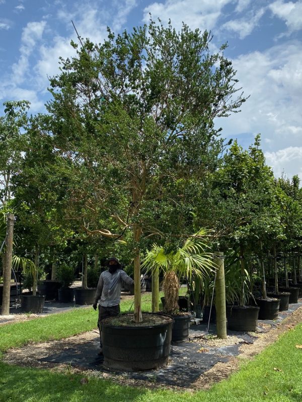 Myrcianthes Fragrans - Simpson Stopper Tree for sale Florida ...