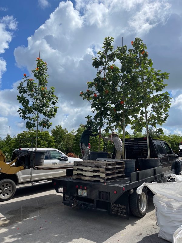 Orange Geiger Tree - Cordia Sebestena for Sale Florida | Treeworld ...