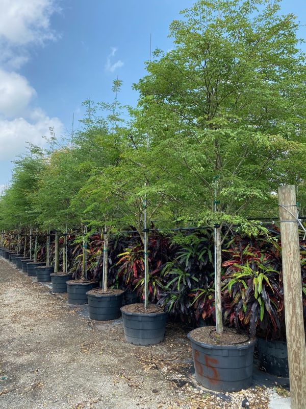 Bridal Veil Tree - Caesalpinia Granadillo for Sale Florida | TreeWorld ...