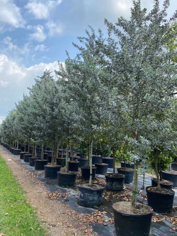Silver Buttonwood Tree - Conocarpus Erectus Seriseus for Sale Florida ...