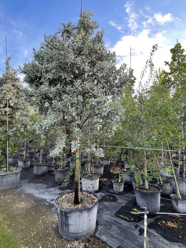 Silver Buttonwood Tree - Conocarpus Erectus Seriseus for Sale Florida ...