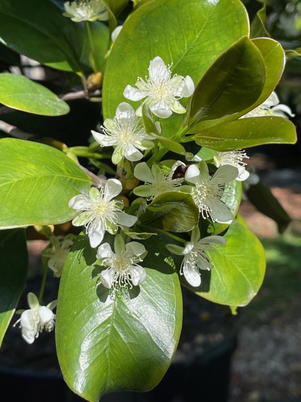 Brazilian Beauty Leaf Tree - Calophyllum Brasiliensis for sale Florida ...