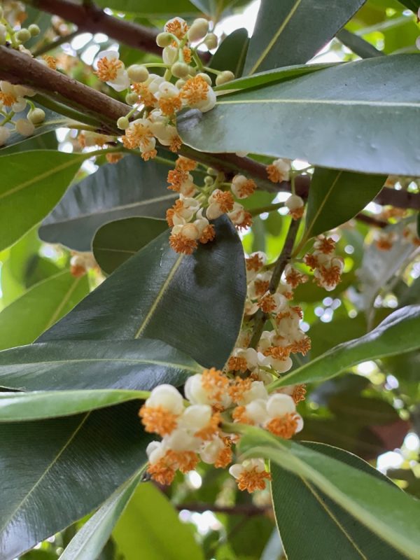 Brazilian Beauty Leaf Tree - Calophyllum Brasiliensis for sale Florida ...