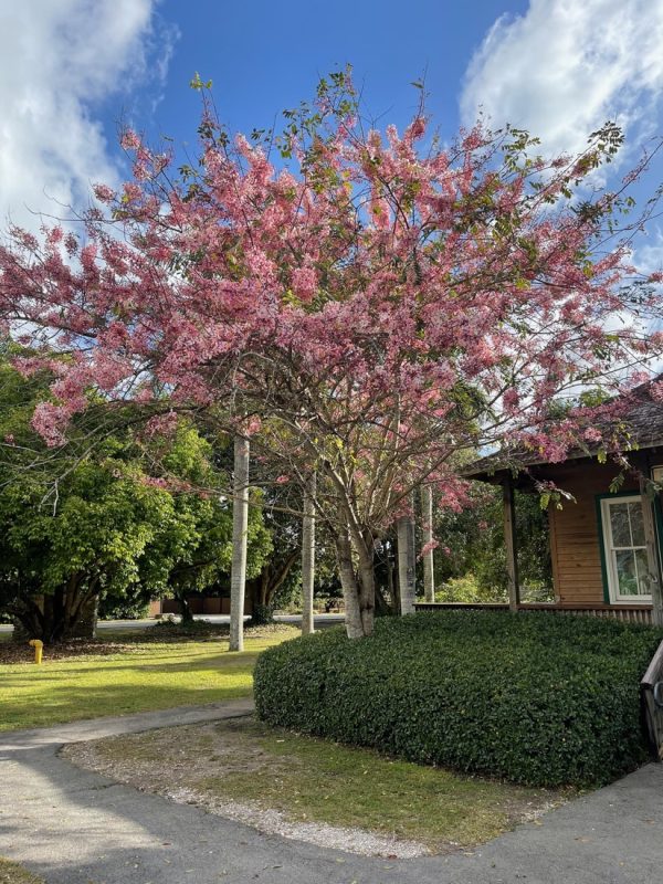 Cassia Bakeriana Tree - Pink Cassia for Sale Florida | TreeWorld Wholesale