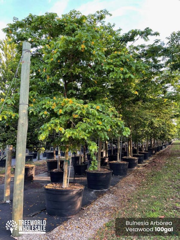 Verawood Tree – Bulnesia Arborea for Sale Florida | TreeWorld Wholesale