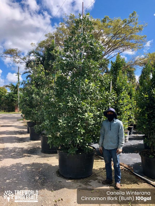 Canella Winterana - Cinnamon Bark Tree for Sale Florida | Treeworld ...