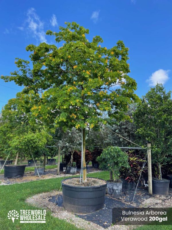 Verawood Tree – Bulnesia Arborea for Sale Florida | TreeWorld Wholesale
