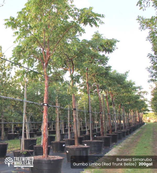 Gumbo Limbo Tree for Sale - Bursera Simaruba | Treeworld Wholesale