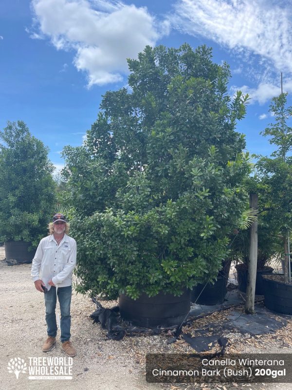 Canella Winterana - Cinnamon Bark Tree for Sale Florida | Treeworld ...
