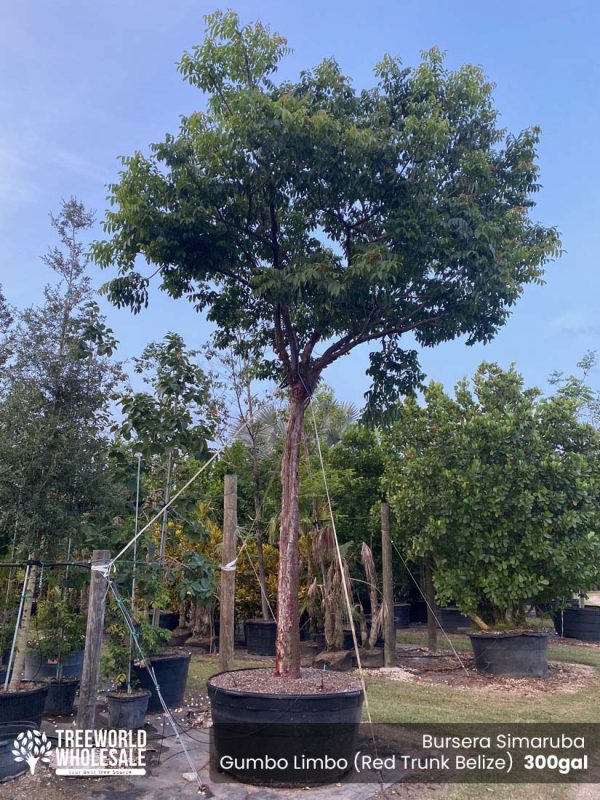 Gumbo Limbo Tree for Sale - Bursera Simaruba | Treeworld Wholesale