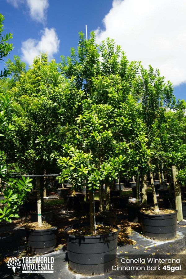 Canella Winterana - Cinnamon Bark Tree for Sale Florida | Treeworld ...