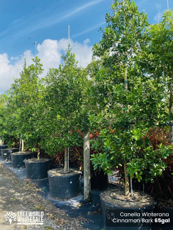 Canella Winterana - Cinnamon Bark Tree for Sale Florida | Treeworld ...