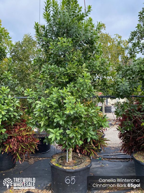 Canella Winterana - Cinnamon Bark Tree for Sale Florida | Treeworld ...