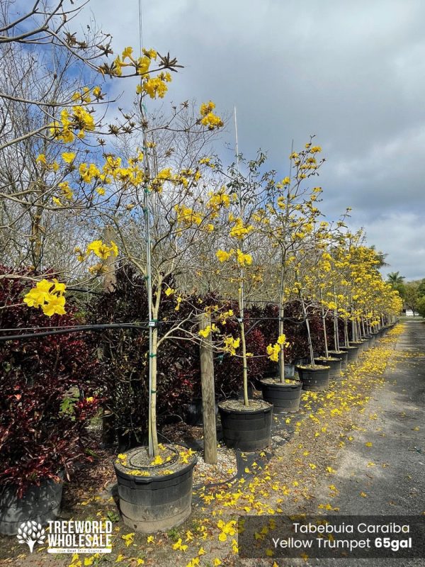 Tabebuia Chrysotricha Common Name