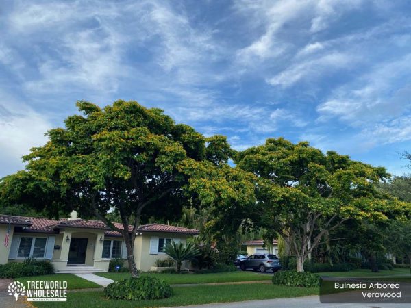Verawood Tree – Bulnesia Arborea for Sale Florida | TreeWorld Wholesale