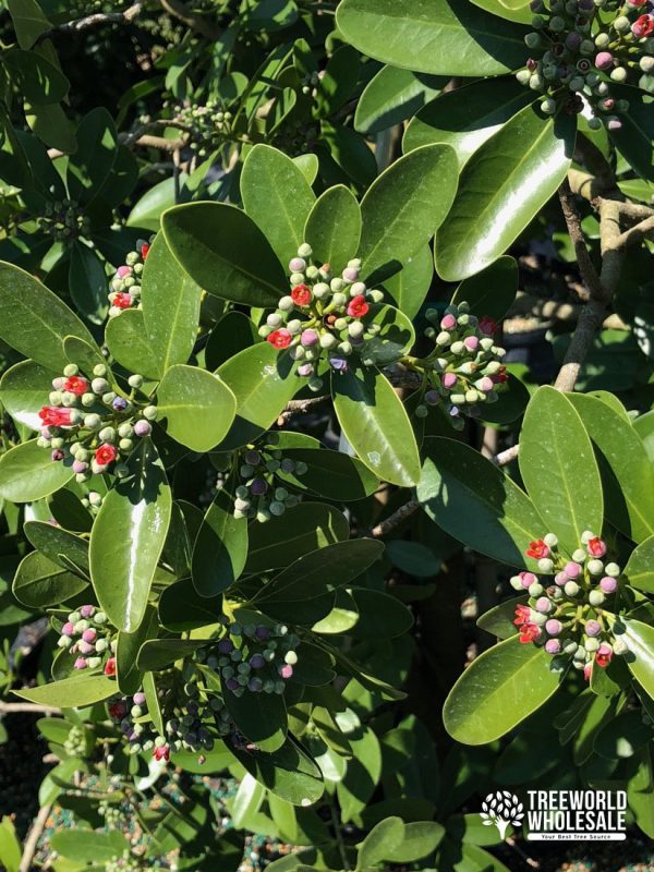 Canella Winterana - Cinnamon Bark Tree for Sale Florida | Treeworld ...
