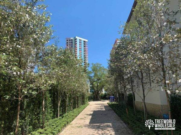 White Tabebuia Tree for Sale in Florida | Treeworld Wholesale