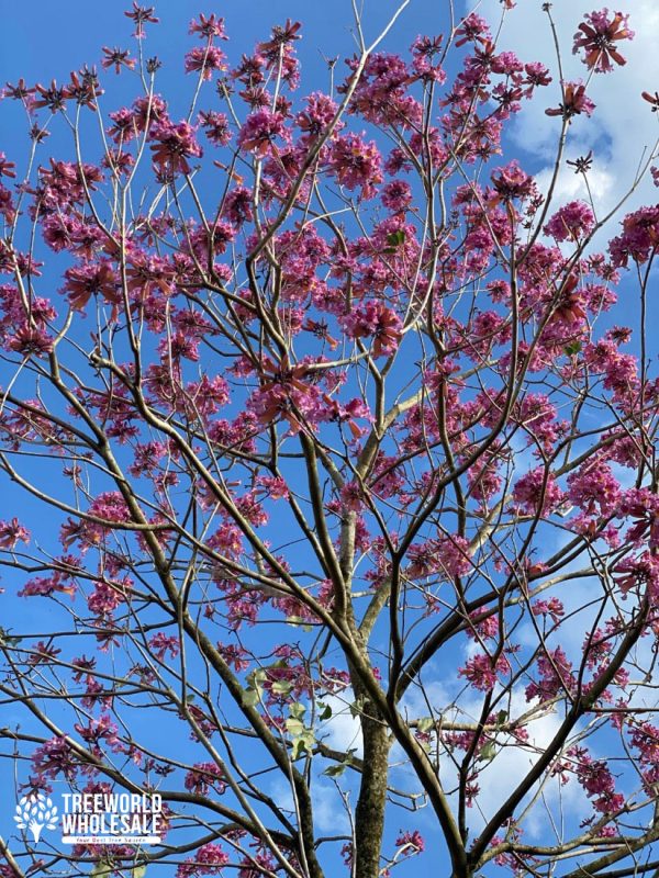 Tabebuia impetiginosa | Treeworld Wholesale