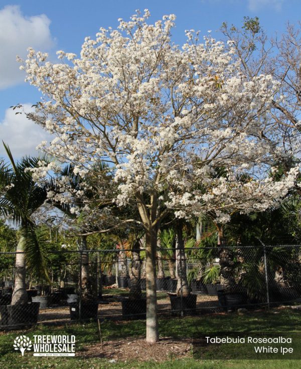 Tabebuia Roseoalba. White Ipe Tree for Sale | Treeworld Wholesale