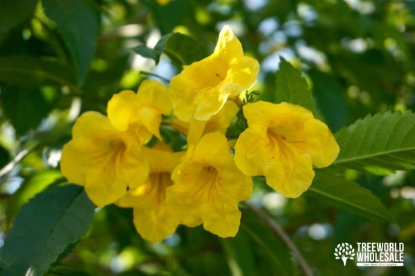 Tecoma stans - Yellow Elder Tree for Sale Florida | Treeworld Wholesale