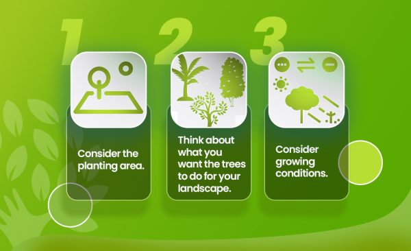 Tree Selection Guide. Choose a Tree For Your Garden | Treeworld Wholesale