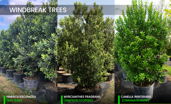 Tree Selection Guide. Choose a Tree For Your Garden | Treeworld Wholesale