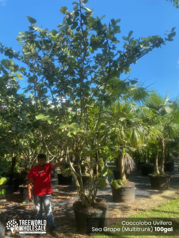 Coccoloba Uvifera (Sea Grape) Bush For Sale | Treeworld Wholesale