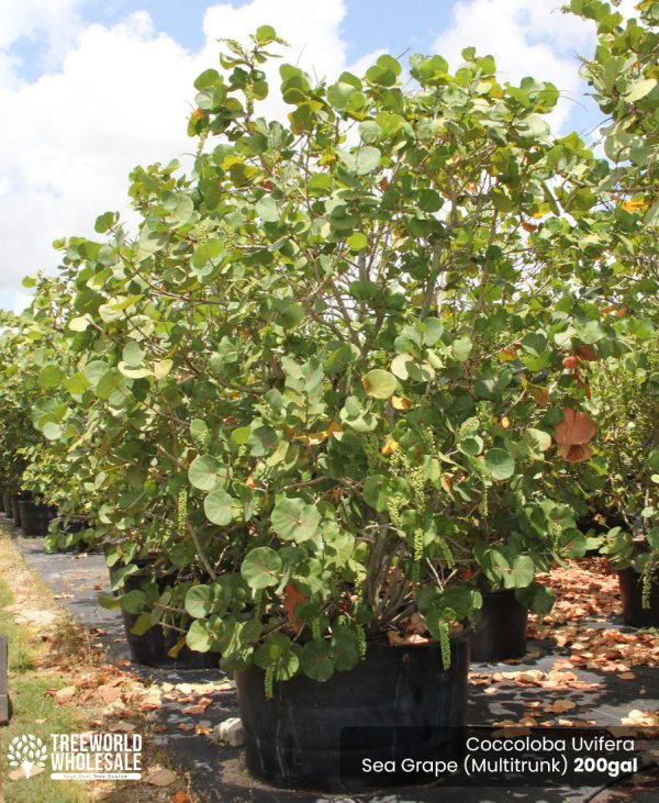 Coccoloba Uvifera (Sea Grape) Bush For Sale | Treeworld Wholesale