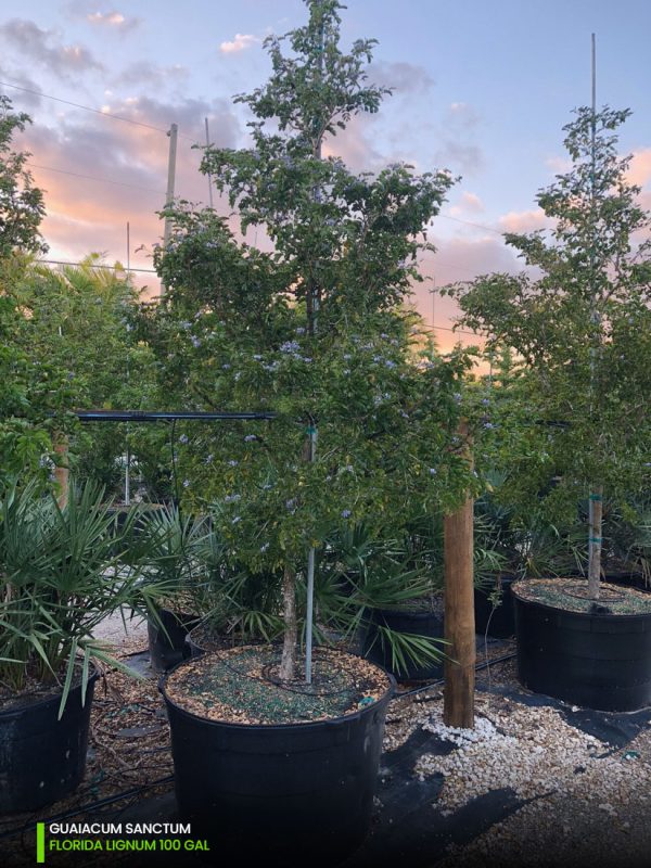 Guaiacum Officinale & Sanctun: Characteristics of Guaiac Trees ...