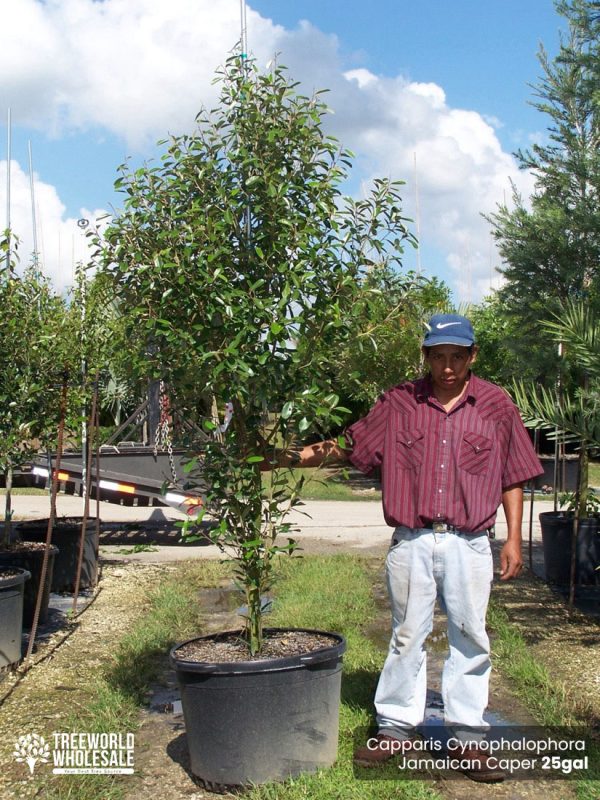 Jamaican Caper Tree - Capparis Cynophallophora for Sale Florida | TreeWorld Wholesale