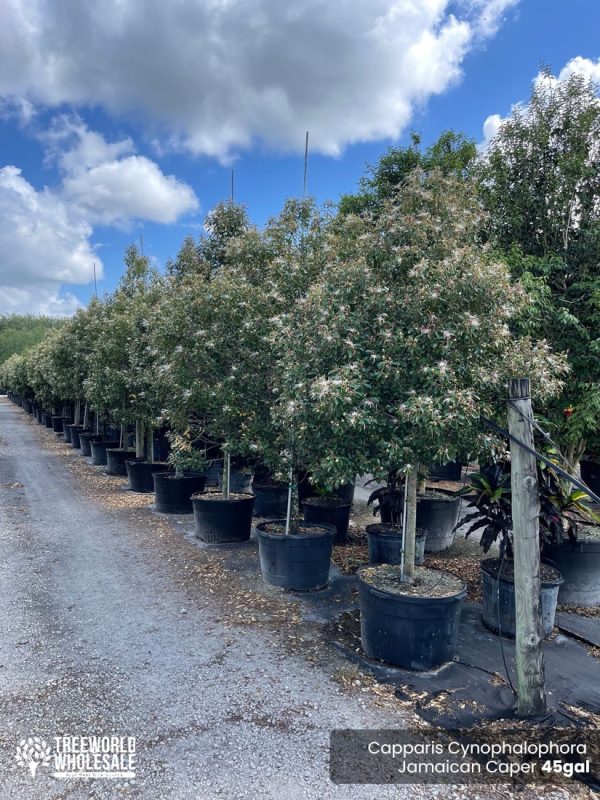 Jamaican Caper Tree - Capparis Cynophallophora for Sale Florida | TreeWorld Wholesale