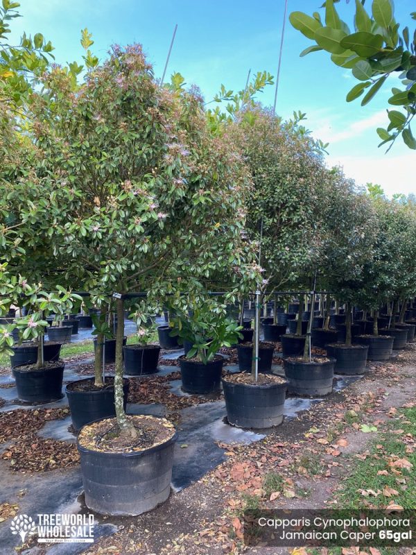 Jamaican Caper Tree - Capparis Cynophallophora for Sale Florida ...
