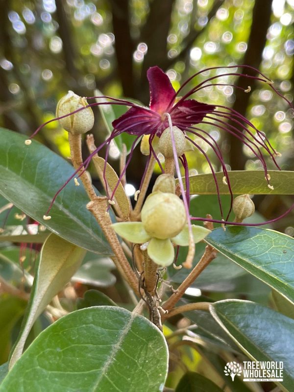 Jamaican Caper Tree - Capparis Cynophallophora for Sale Florida | TreeWorld Wholesale