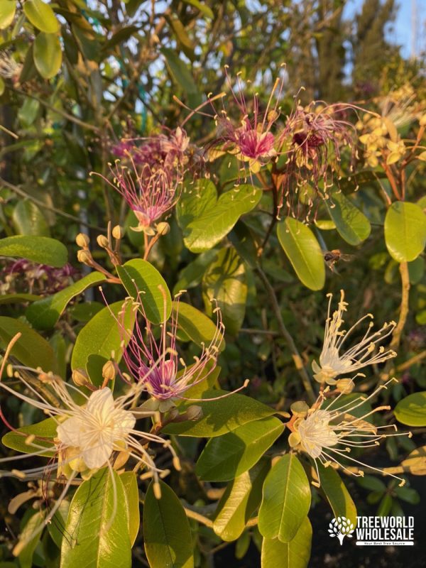 Jamaican Caper Tree - Capparis Cynophallophora for Sale Florida | TreeWorld Wholesale