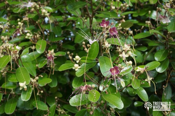 Jamaican Caper Tree - Capparis Cynophallophora for Sale Florida | TreeWorld Wholesale
