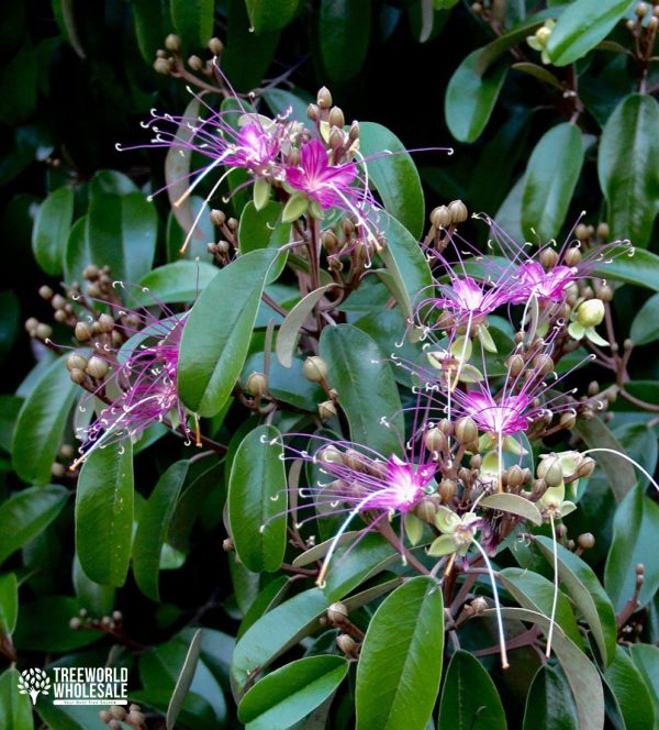Jamaican Caper Tree - Capparis Cynophallophora for Sale Florida | TreeWorld Wholesale