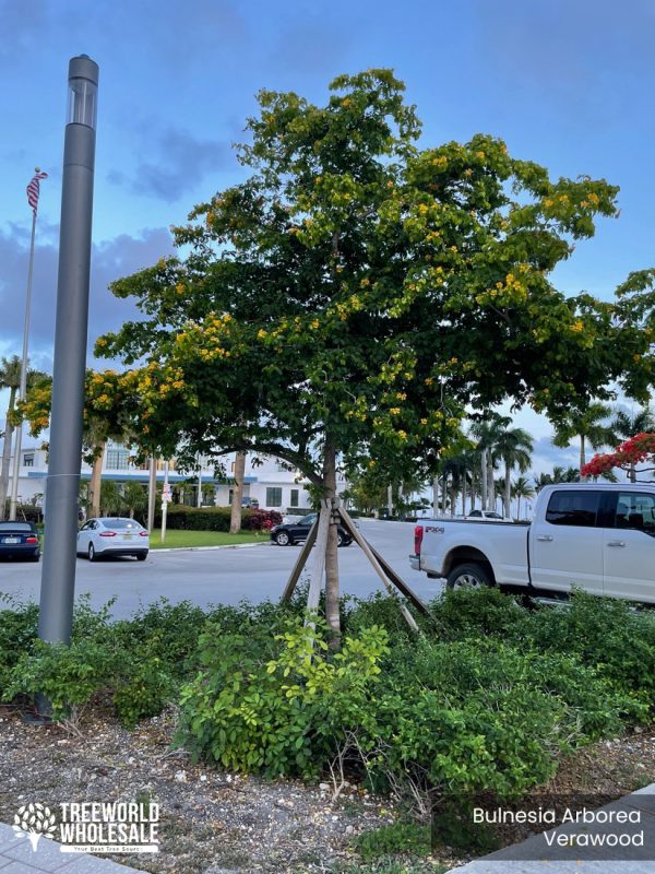 Verawood Tree – Bulnesia Arborea for Sale Florida | TreeWorld Wholesale
