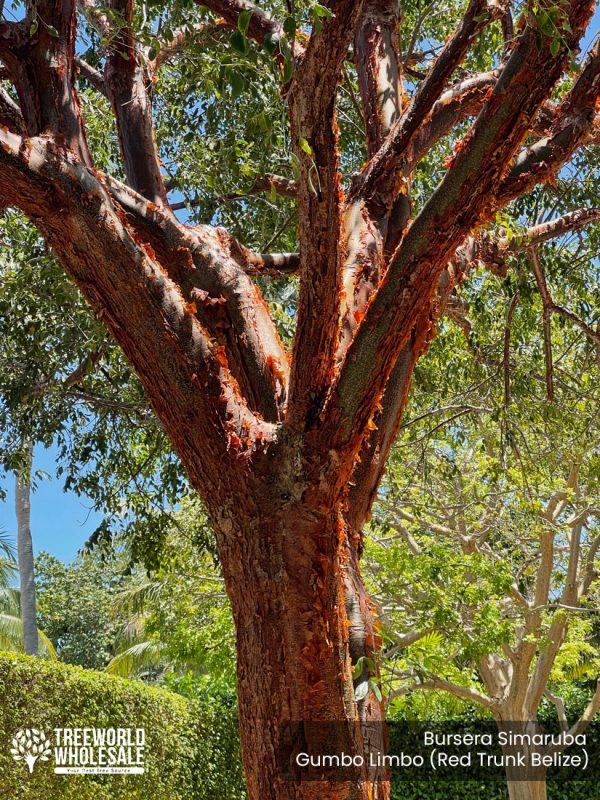 Bursera simaruba | Treeworld Wholesale