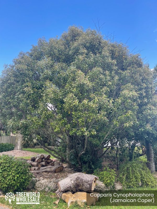 Jamaican Caper Tree - Capparis Cynophallophora for Sale Florida | TreeWorld Wholesale