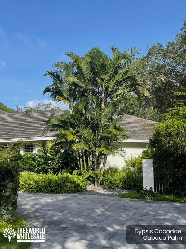 Dypsis Cabadae Tree For Sale: Cabada Palm To Buy | Treeworld Wholesale