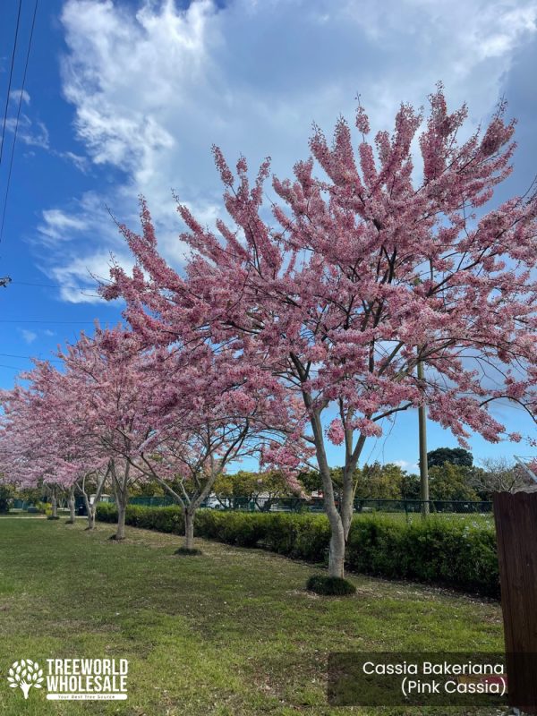 Cassia Bakeriana Tree - Pink Cassia for Sale Florida | TreeWorld Wholesale