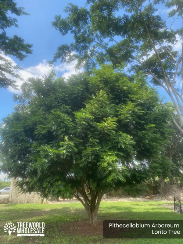 Pithecellobium Arboreum: Lorito Tree for Sale | Treeworld Wholesale
