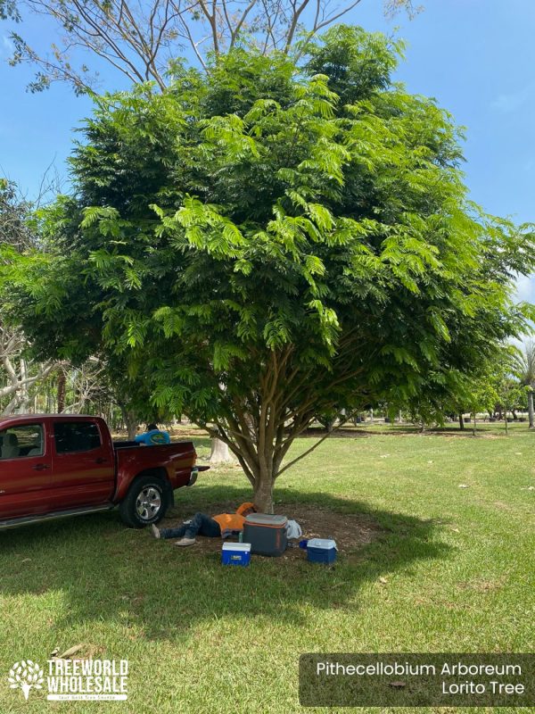 Pithecellobium Arboreum: Lorito Tree for Sale | Treeworld Wholesale