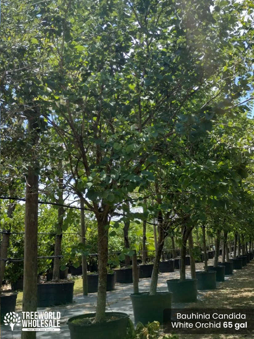 Bauhinia Candida | Treeworld Wholesale