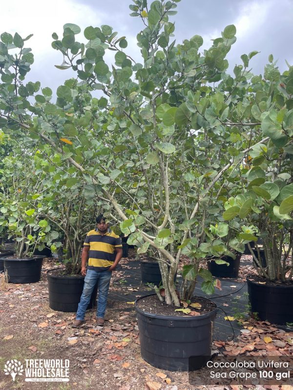 Coccoloba Uvifera - Sea Grape Tree For Sale South Florida | TreeWorld ...