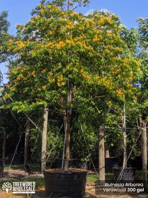 Verawood Tree – Bulnesia Arborea for Sale Florida | TreeWorld Wholesale