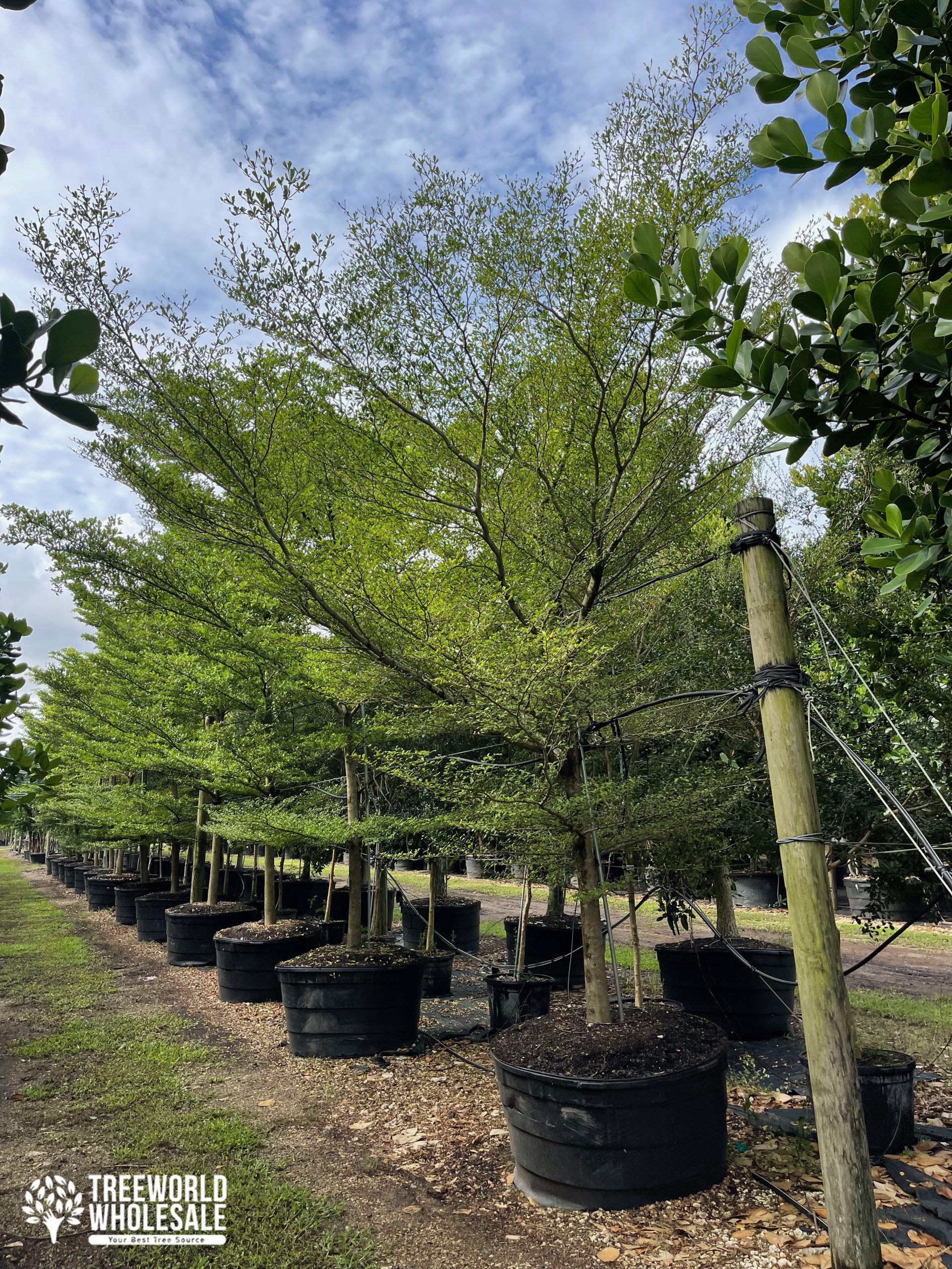 ...the trees before the storm | Treeworld Wholesale