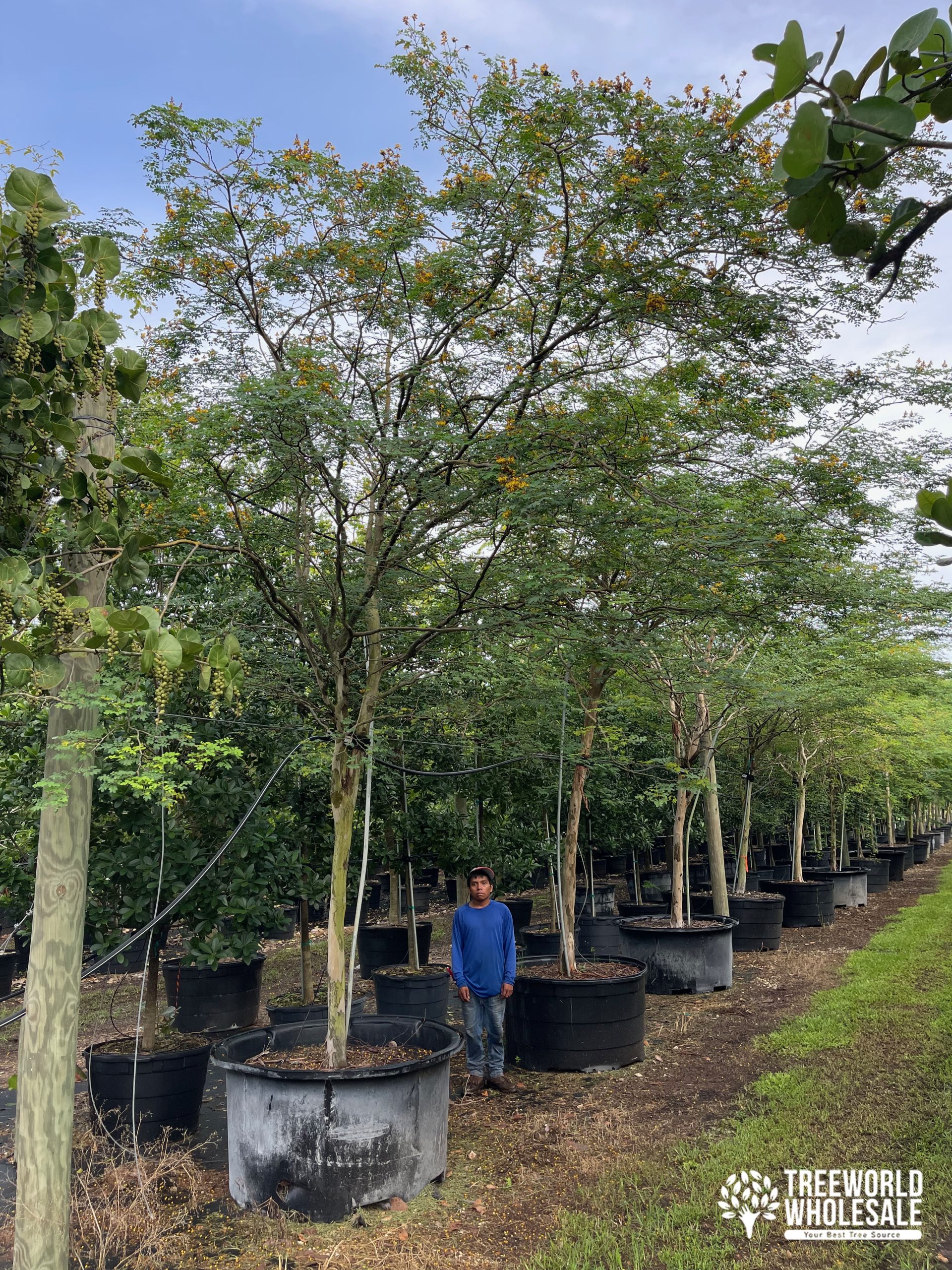 ...the trees before the storm | Treeworld Wholesale