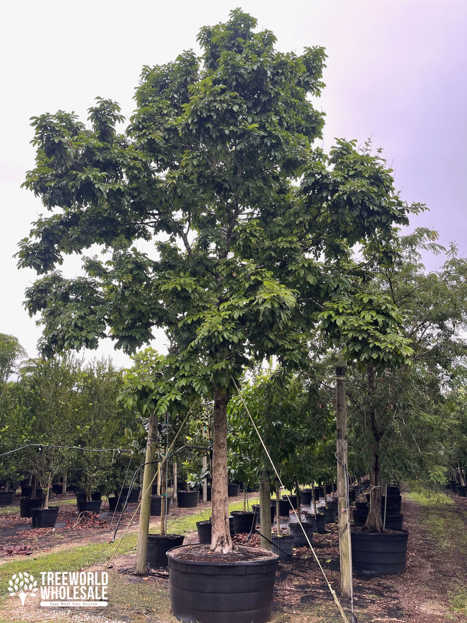 ...the trees before the storm | Treeworld Wholesale