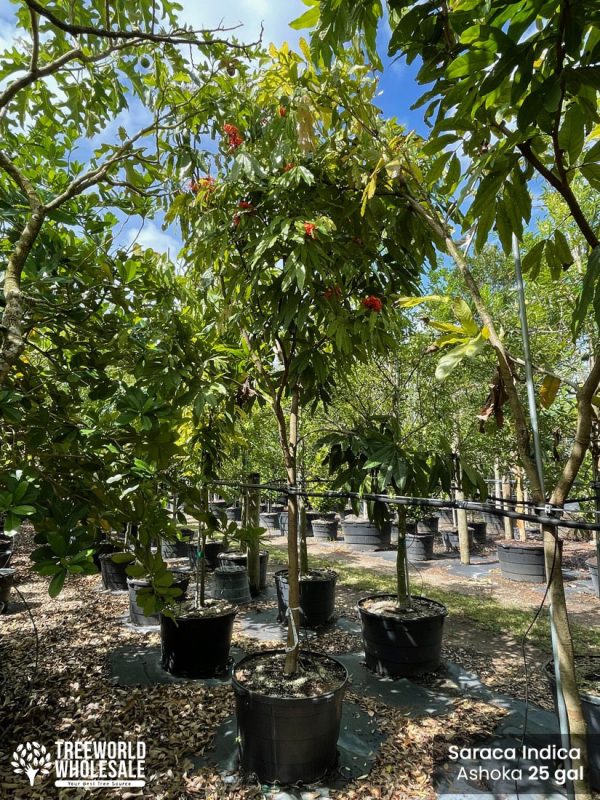 Saraca Indica - Ashoka Tree for Sale Florida | Treeworld Wholesale